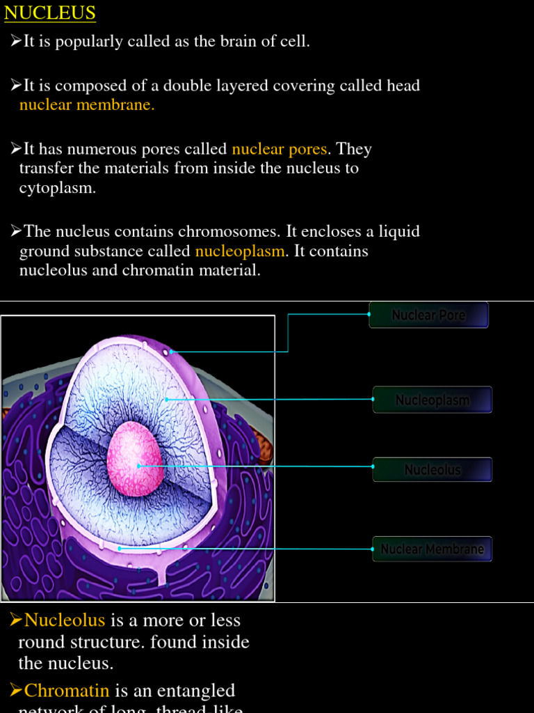 NUCLEUS | PDF | Endoplasmic Reticulum | Cell Nucleus