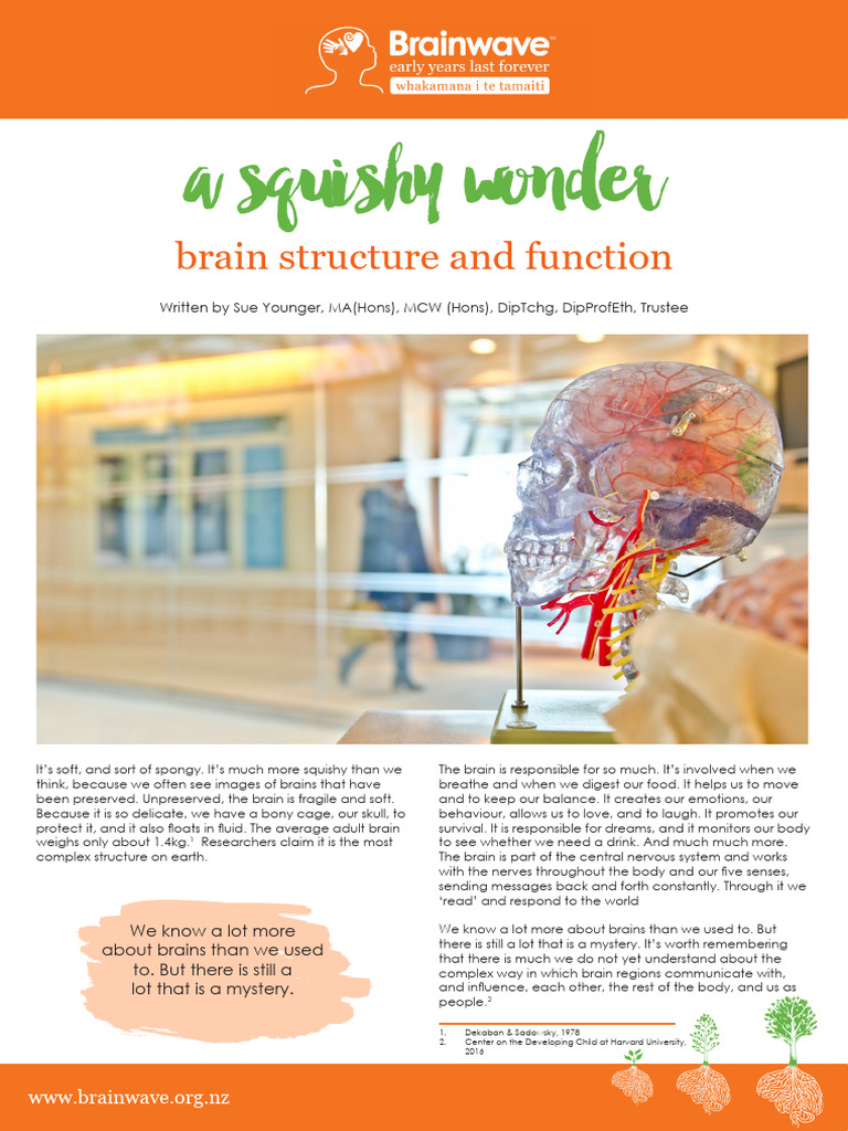 Brainwave Article A Squishy Wonder Brain Structure and Function FINAL ...