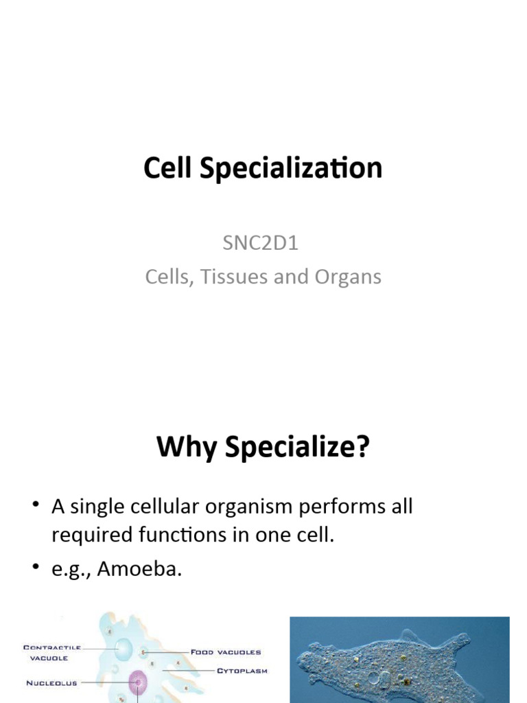 S NC 2 D Cell Specialization Favor | PDF | Cell (Biology) | Tissue ...