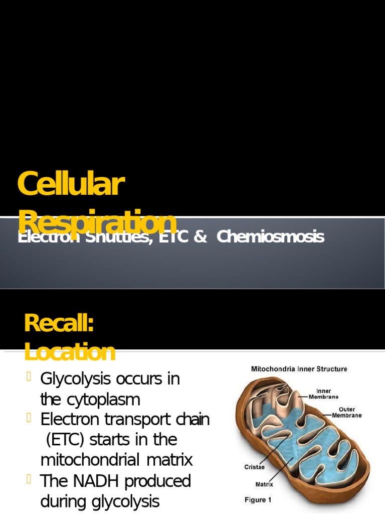 Etc and Oxphos | Download Free PDF | Electron Transport Chain ...