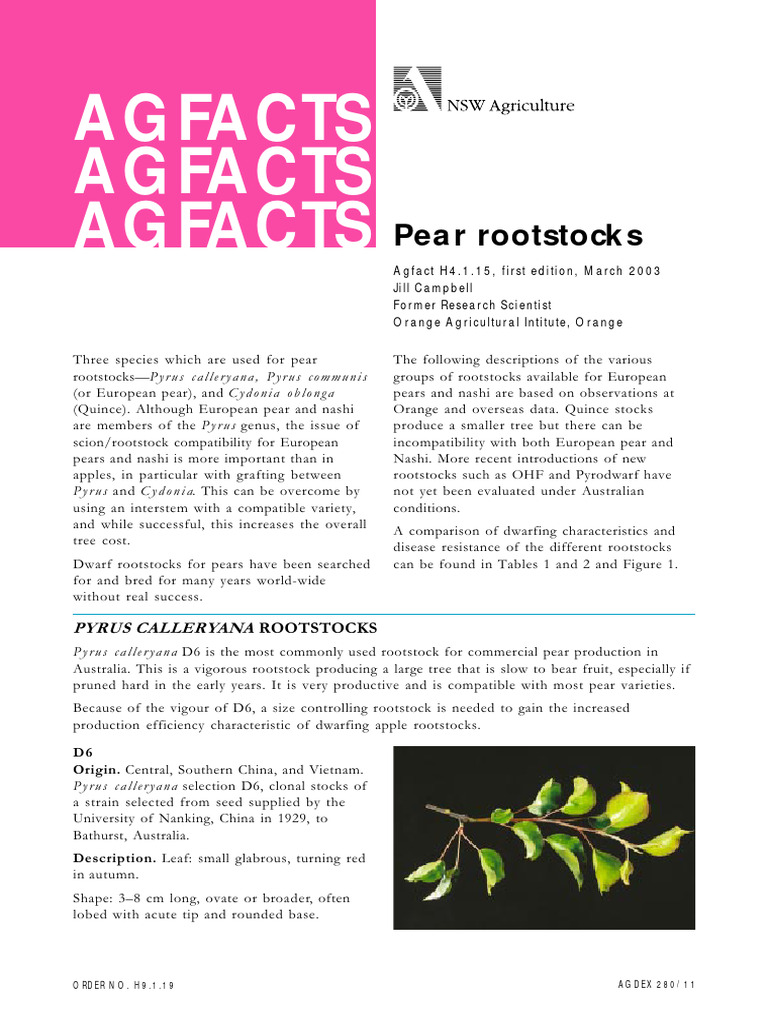Pear Rootstocks | PDF | Pear | Agriculture