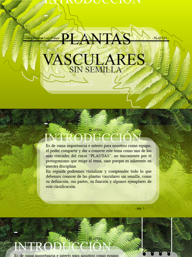 Plantas Vasculares Sin Semilla | PDF | Tallo de la planta | Raíz