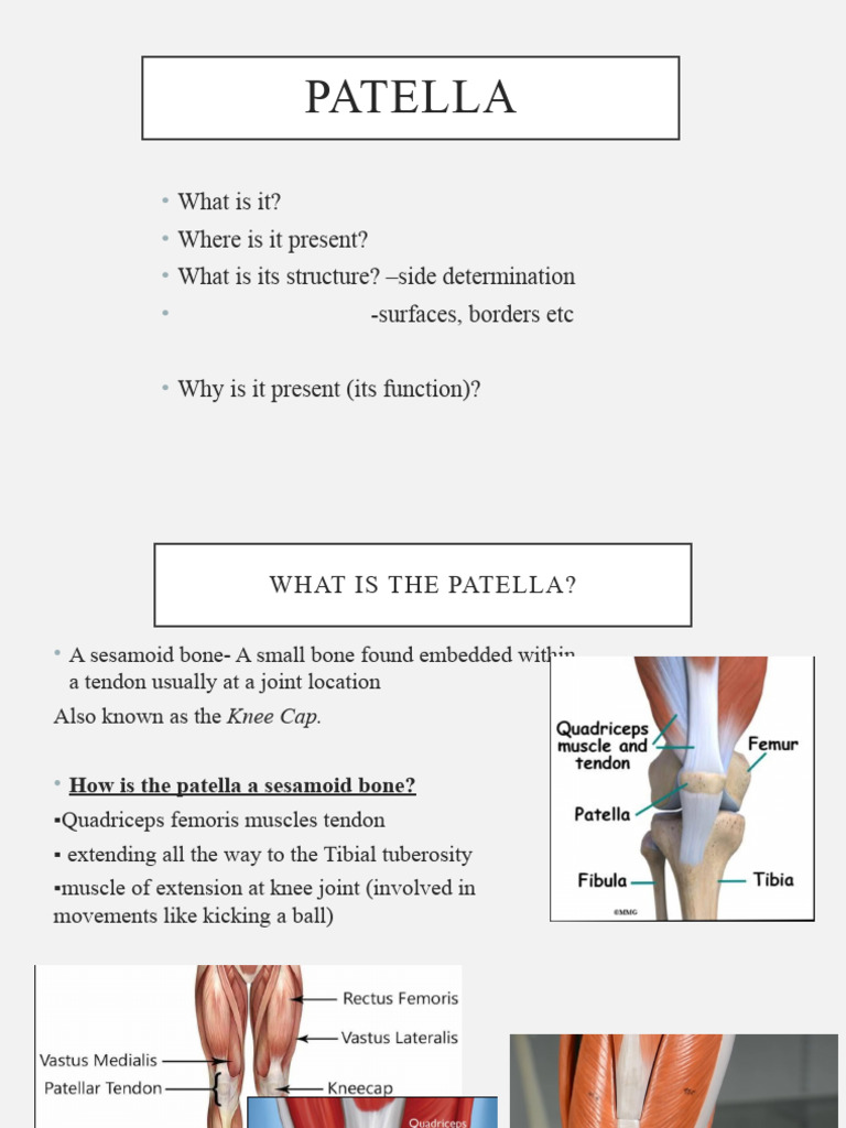 Patella | PDF