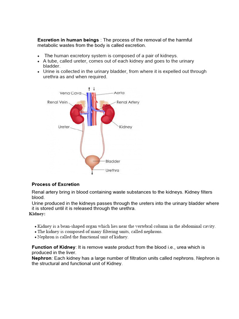 Life Processes-Notes - EXCRETION | PDF | Home & Garden | Wellness