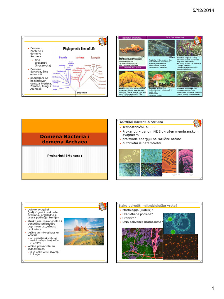 Sistematika+Monera,+Protista,+biljaka+2013-14 (1) | PDF