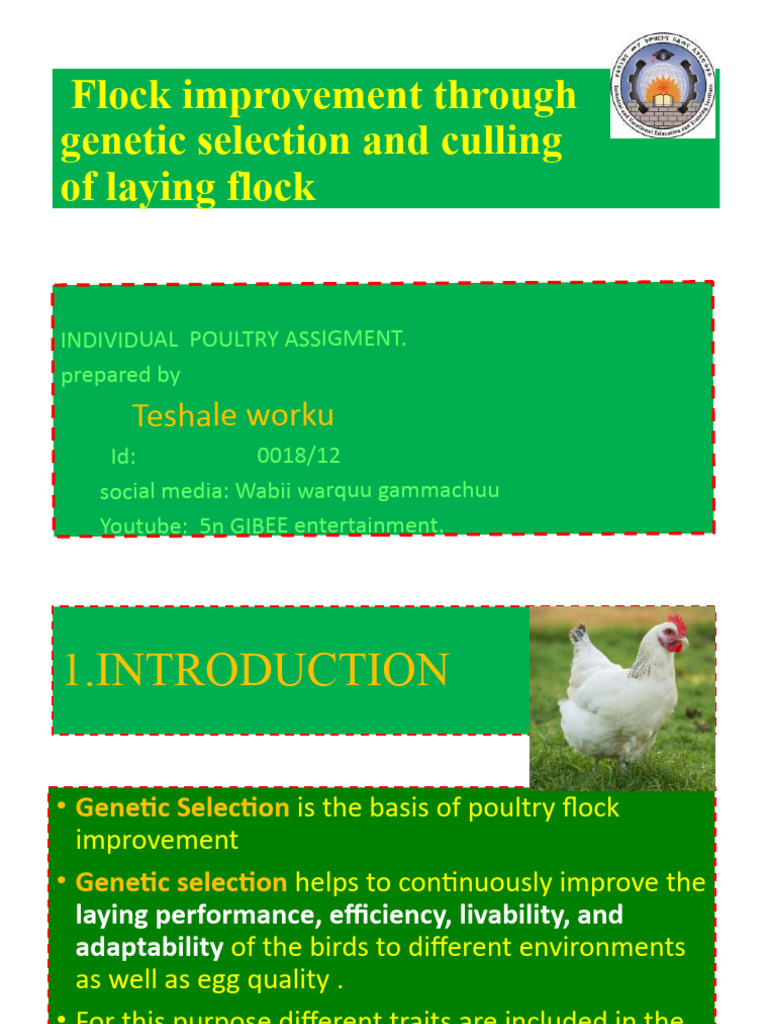 Genetic Selection and Culling in Poultry | PDF | Chicken | Plant Breeding