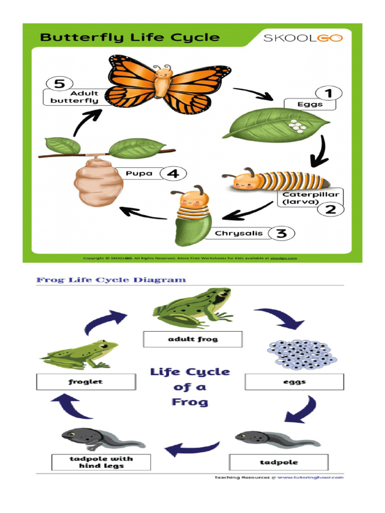 Life Cycle | PDF