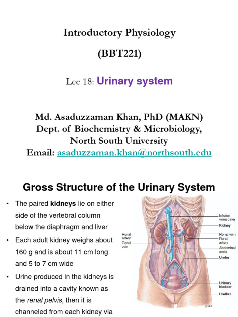 BBT221 Lec 18 - Urinary System | PDF | Kidney | Urinary System