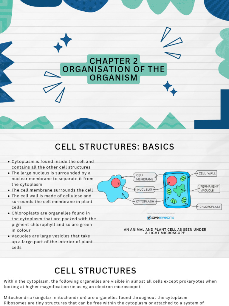 Chapter 2 Organisation of The Organism IGCSE Biology | PDF | Cell ...