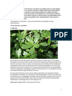 10 Plantas Silvestres Comestíveis - Nomes, Fotos e Características ...