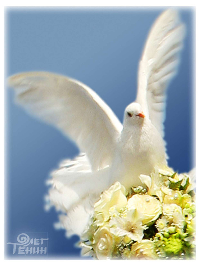 Document Activ | PDF