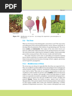 Morphology of Flowering Plants Annotated NCERT | PDF