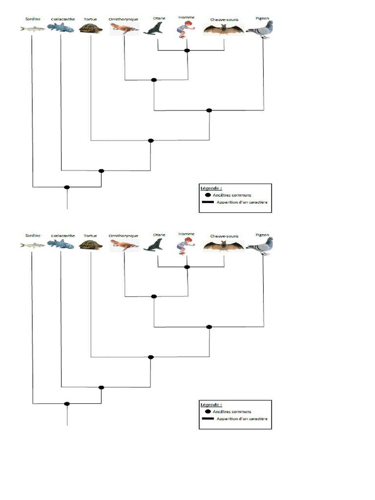 Arbre Évolution | PDF