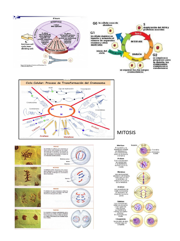 Mitosis | PDF | Mitosis | Mitosis