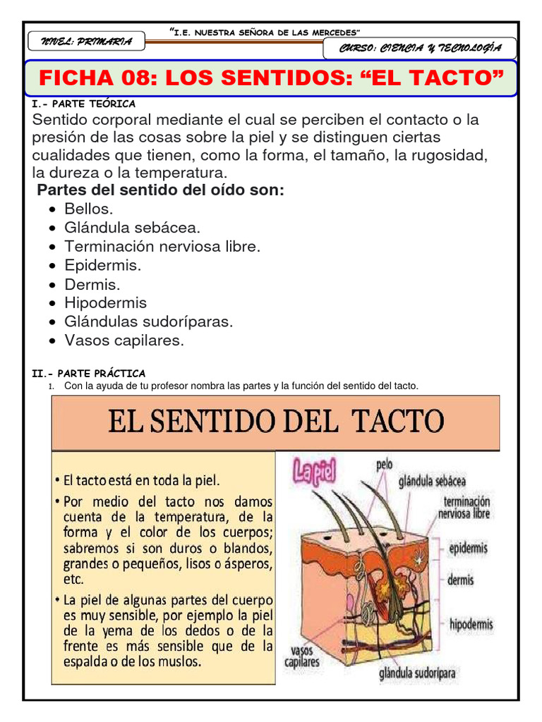 Los Sentidos: El Tacto en Primaria | PDF | Estudios de idiomas ...
