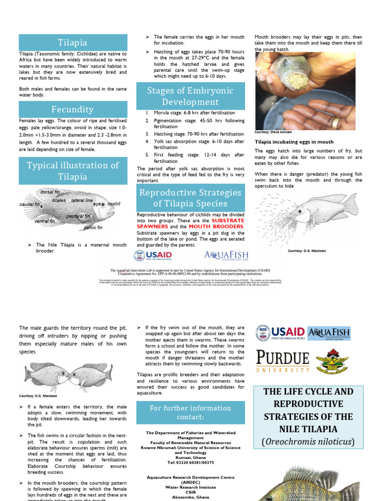 Purduetilapiaflyer2011 BNM 1 | PDF | Egg | Spawn (Biology)