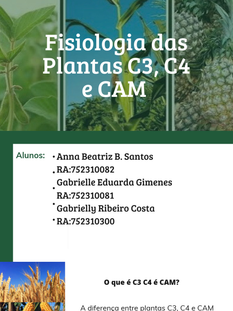 Slides Plantas C3, C4 e CAM | PDF | Metabolismo | Plantas