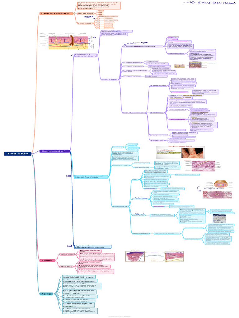 The skin | PDF | Skin | Epithelium