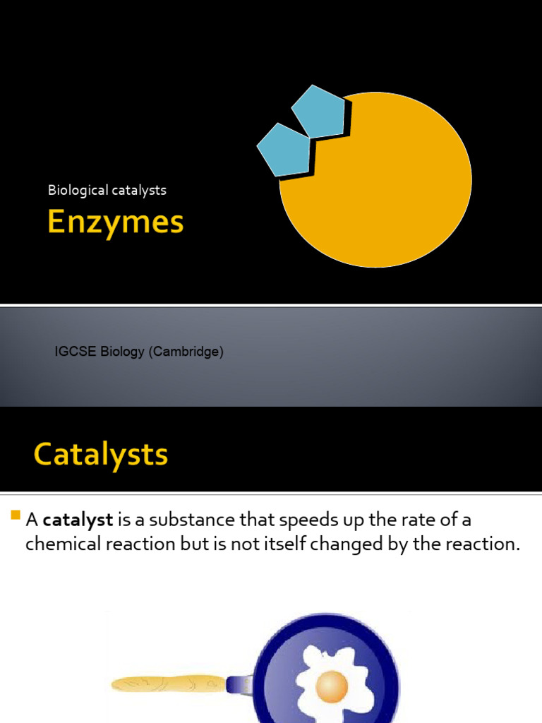 enzymes (1) | PDF | Enzyme | Active Site