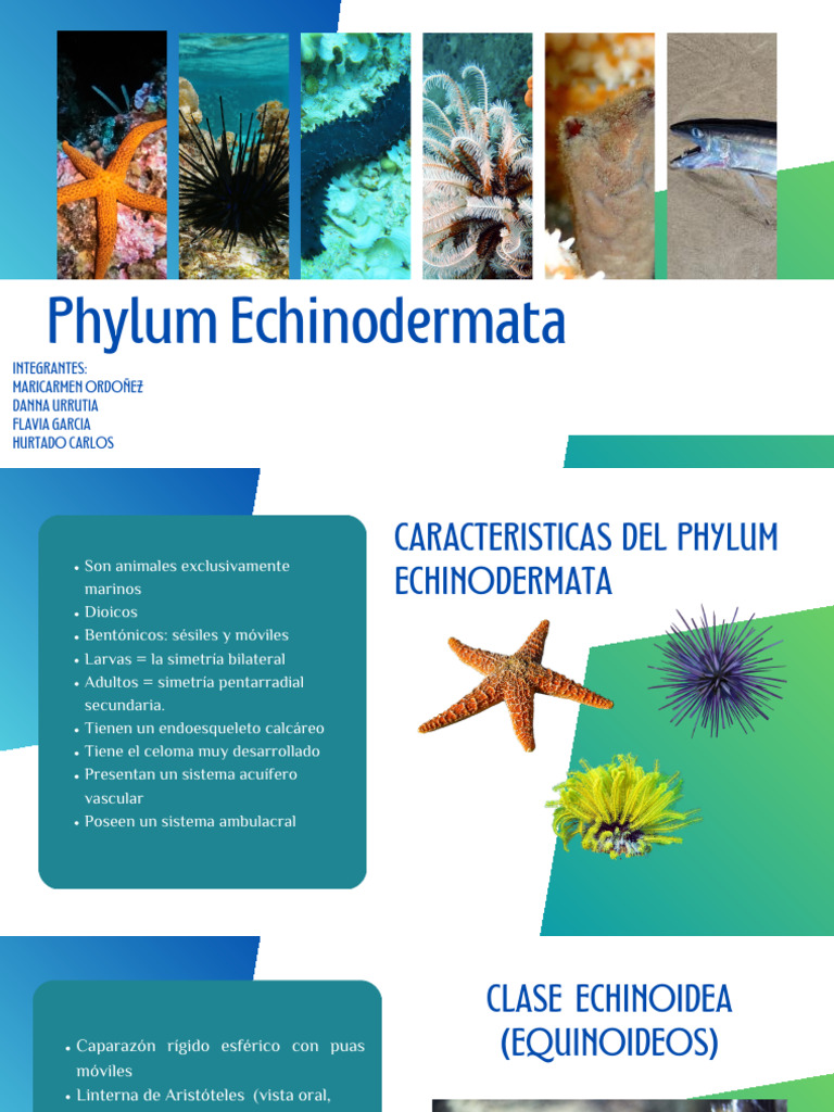 Phylum Echinodermata | PDF