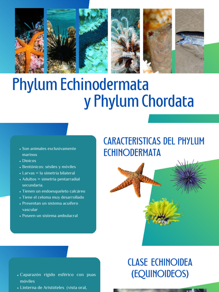 Phylum Echinodermata | PDF