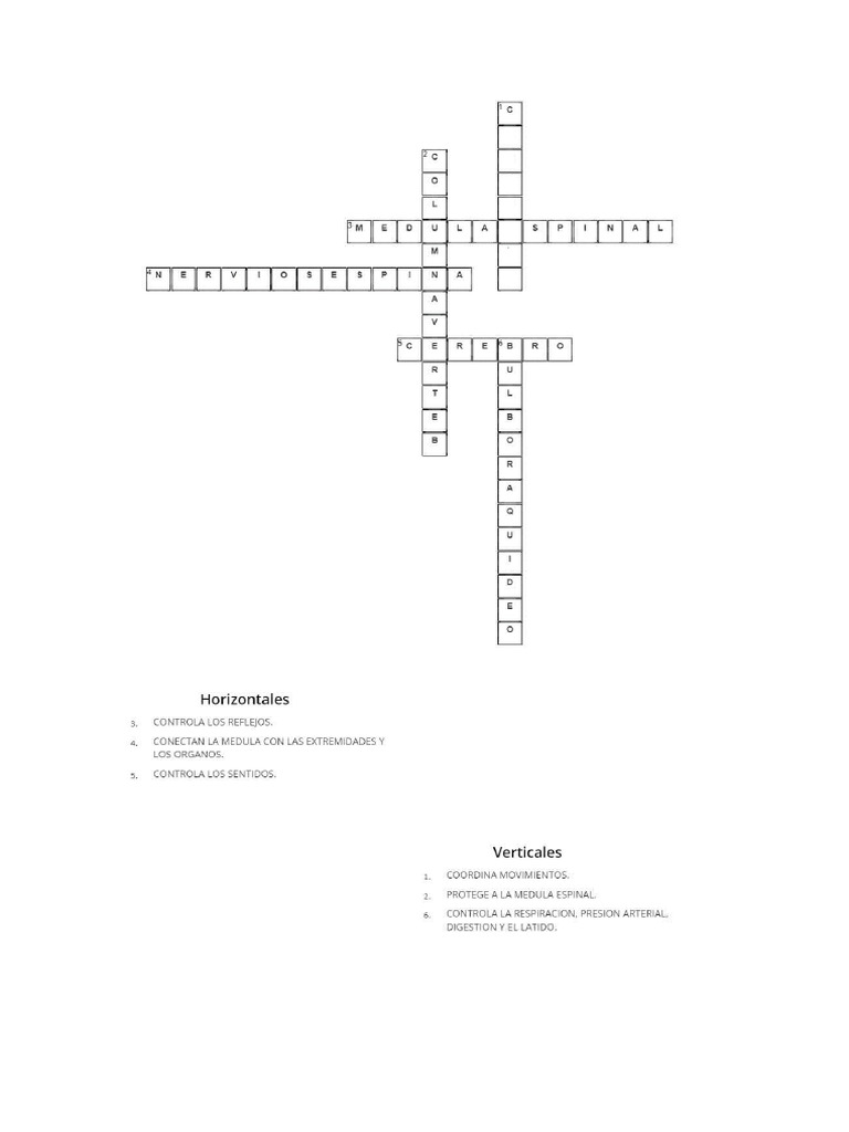 CRUCIGRAMA DEL SISTEMA NERVIOSO | PDF