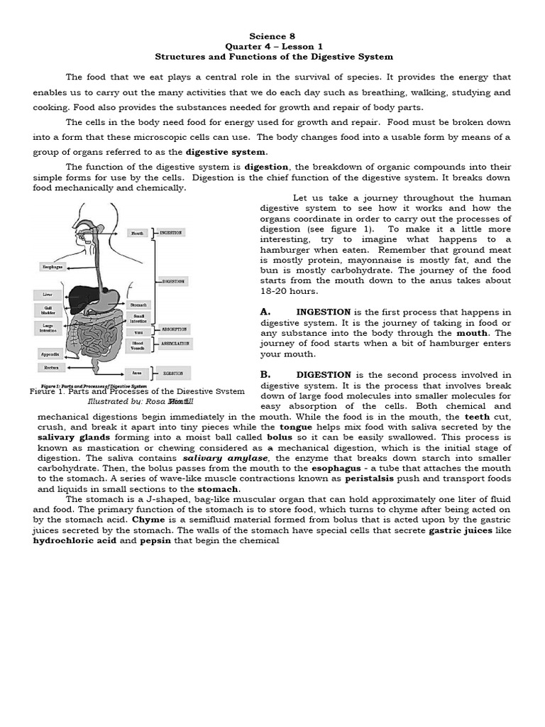 DIGESTIVE SYSTEM | PDF | Small Intestine | Stomach