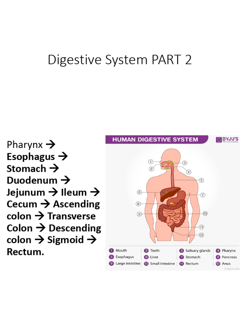 Digestive System PART 2 | PDF | Gastrointestinal Tract | Esophagus