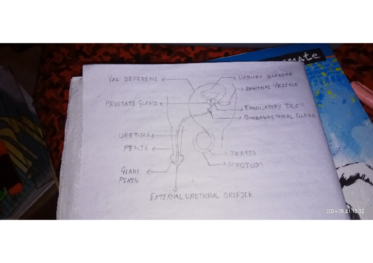 male reproductive system | PDF
