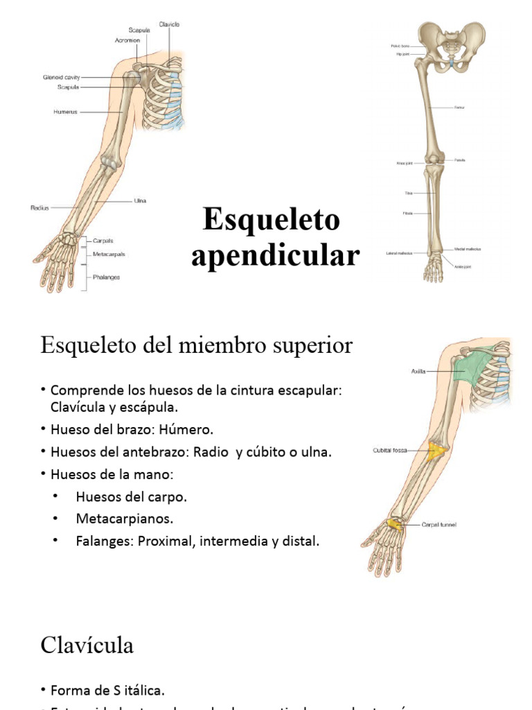 Esqueleto Apendicular | PDF | Anatomía humana | Sistema esquelético