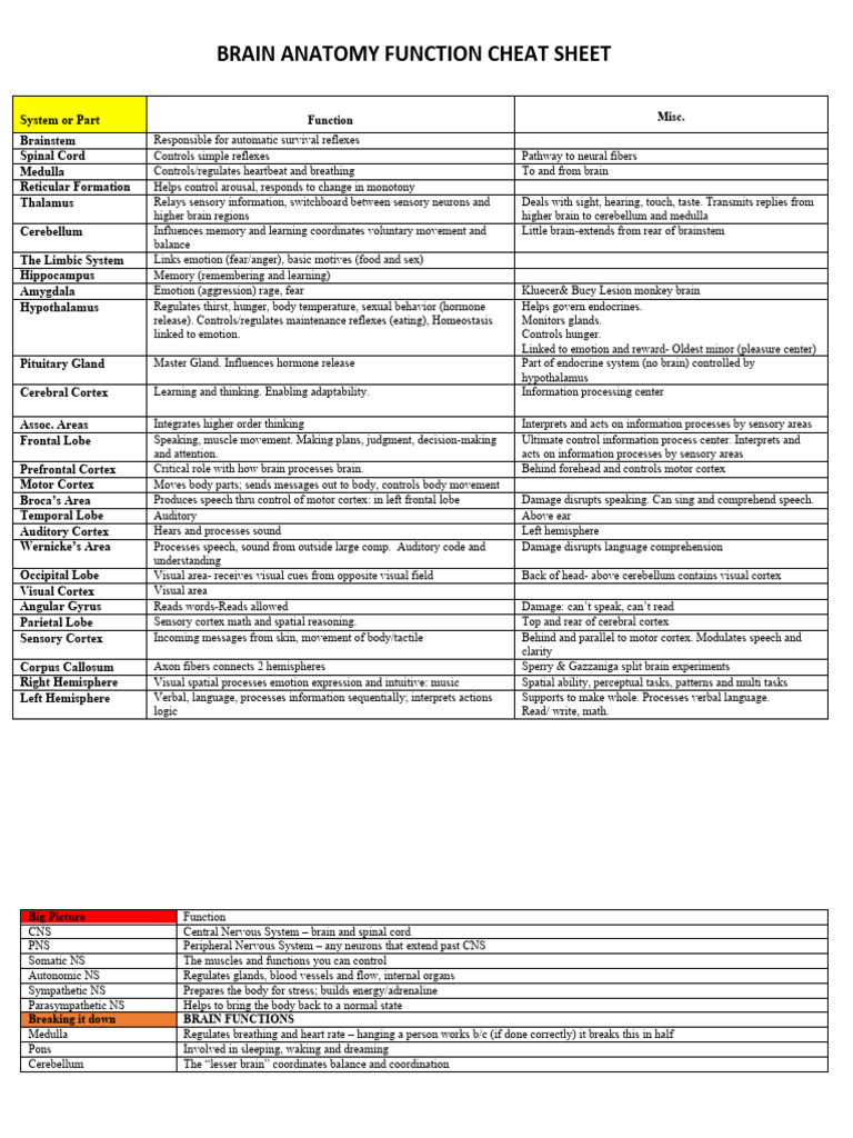Brain Anatomy Function Cheat Sheet | PDF | Neurotransmitter | Brain