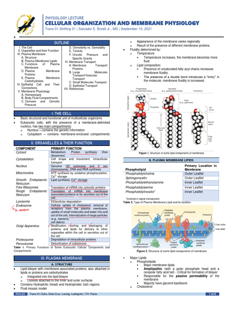 Cell Structure and Membrane Physiology | PDF | Cell Membrane ...