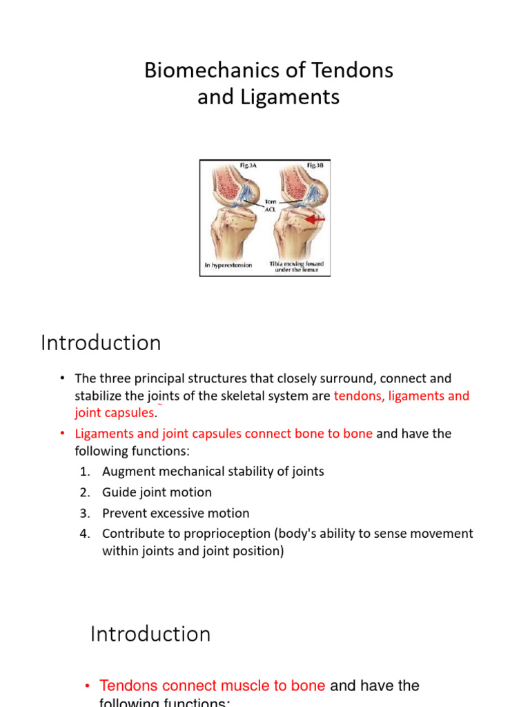 Lecture 12 | PDF | Tendon | Viscoelasticity Lecture 12 | PDF | Tendon | Viscoelasticity