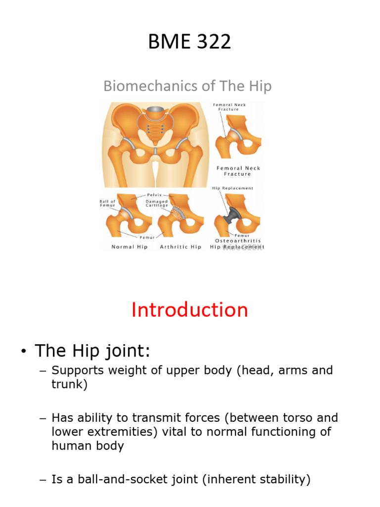 Lecture 14 Hip | Download Free PDF | Hip | Anatomical Terms Of Motion