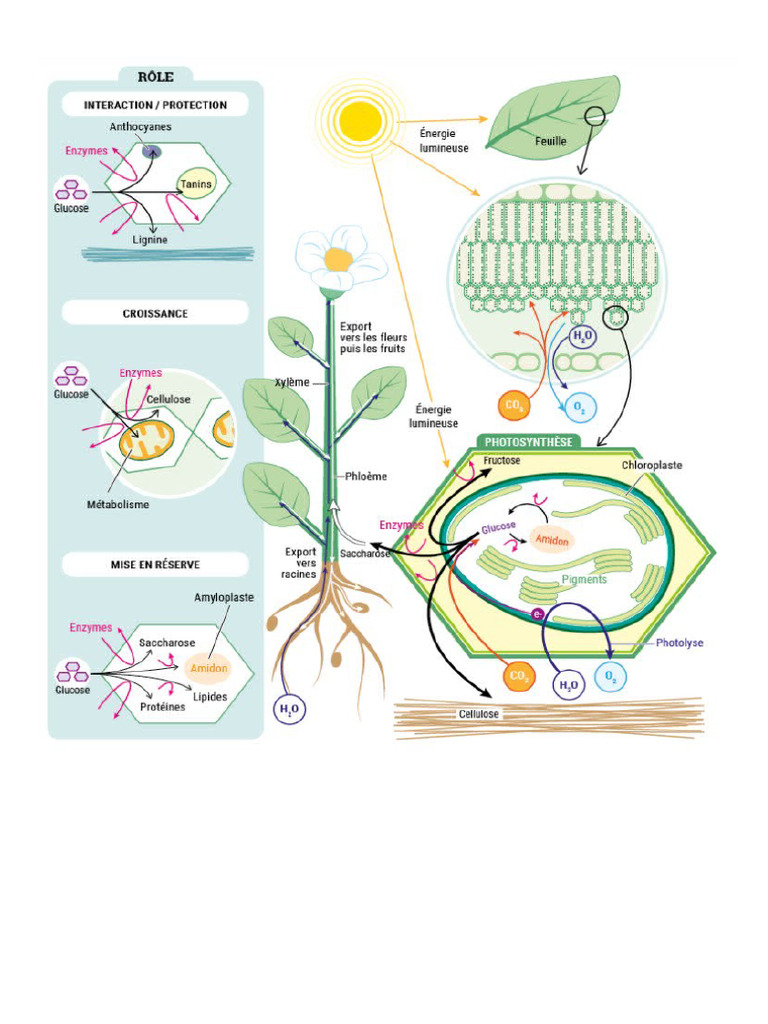 CHAP2 Schémas | PDF