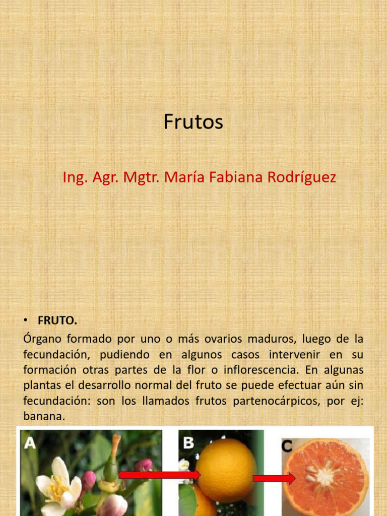 Partes y Clasificación de Frutos | PDF