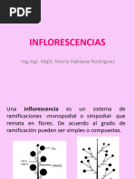 Tipos de Inflorescencias en Botánica | PDF | Botánica | Ramas de la ...
