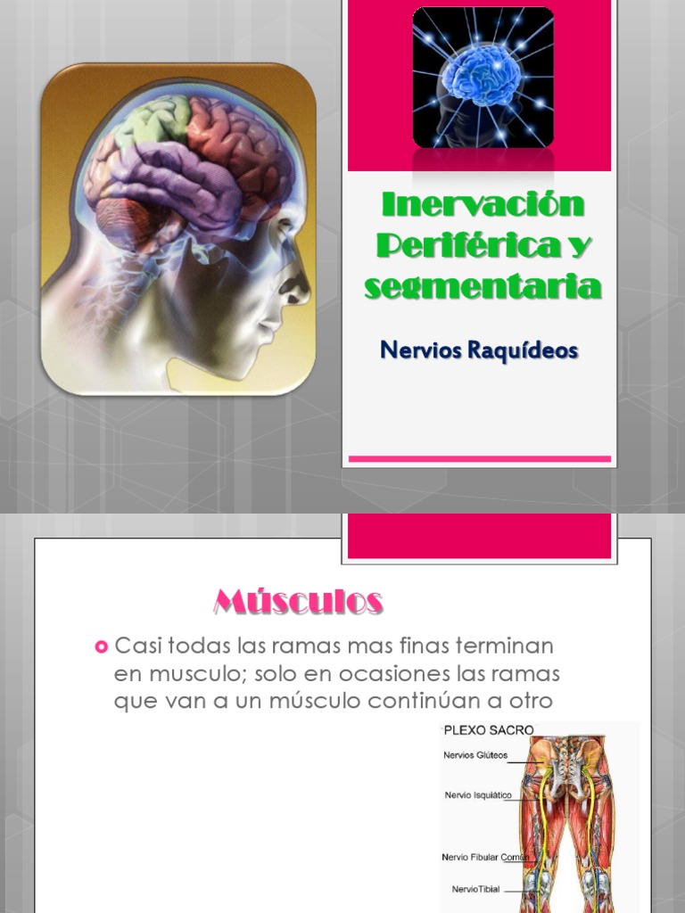 Inervación Periférica y Segmentaria | PDF | Nervio | Nervio vago