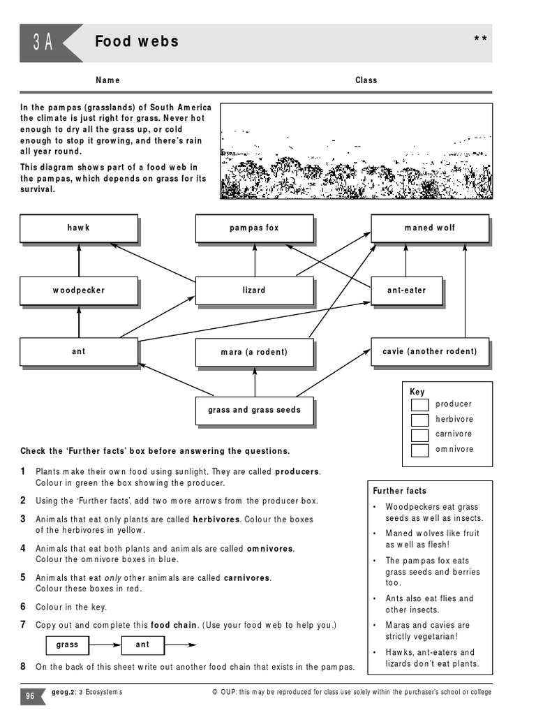 Food Web Colouring Activity | PDF | Foods | Plants