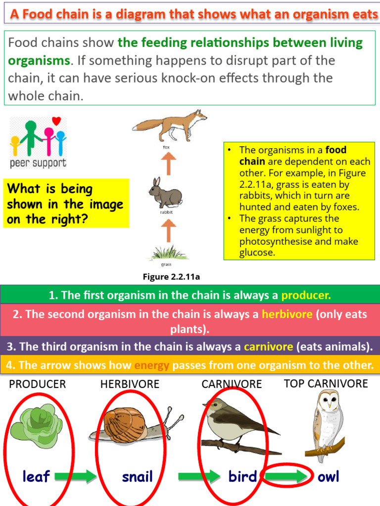 Food Web | PDF | Food Web | Ecology