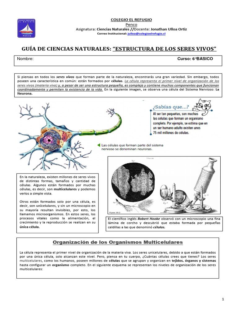 2-Gu-A de Estructura de Los Seres Vivos-6 - B-sico-Colegio El Refugio ...