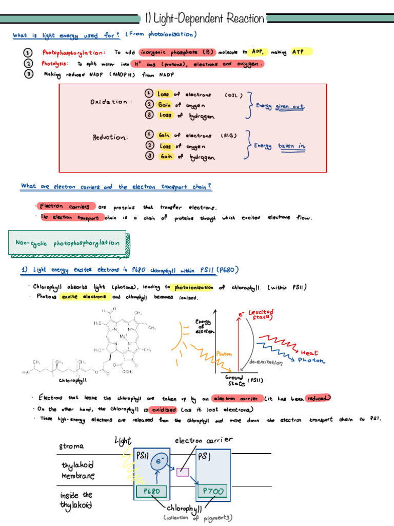 Light-Dependent Reaction - FactRecall | Download Free PDF | Metabolism ...