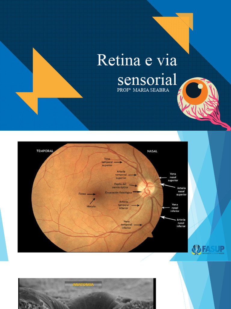 Estrutura e Função da Retina Humana | PDF | Sistema visual | Córtex ...