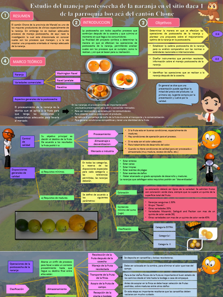 Infografia Avance | Descargar gratis PDF | Fruta | Naranja)