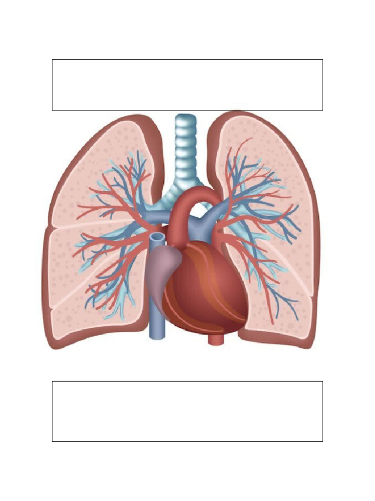 Los Pulmones Tienen Dos Funciones Principales | PDF