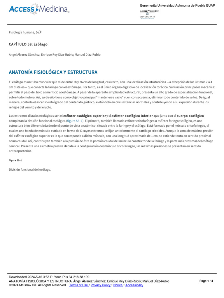 Anatomía y Función del Esófago | PDF | Esófago | Estómago