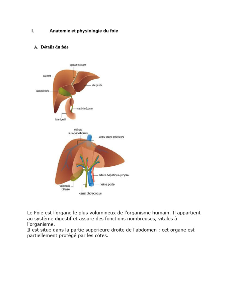 Anatomie et physiologie du foie et vésicule | PDF | Foie | Pancréas