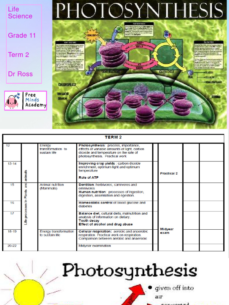 Lesson 1 - Photosynthesis - Part 1 - Term 2 - G11 - DR Ross | Download ...