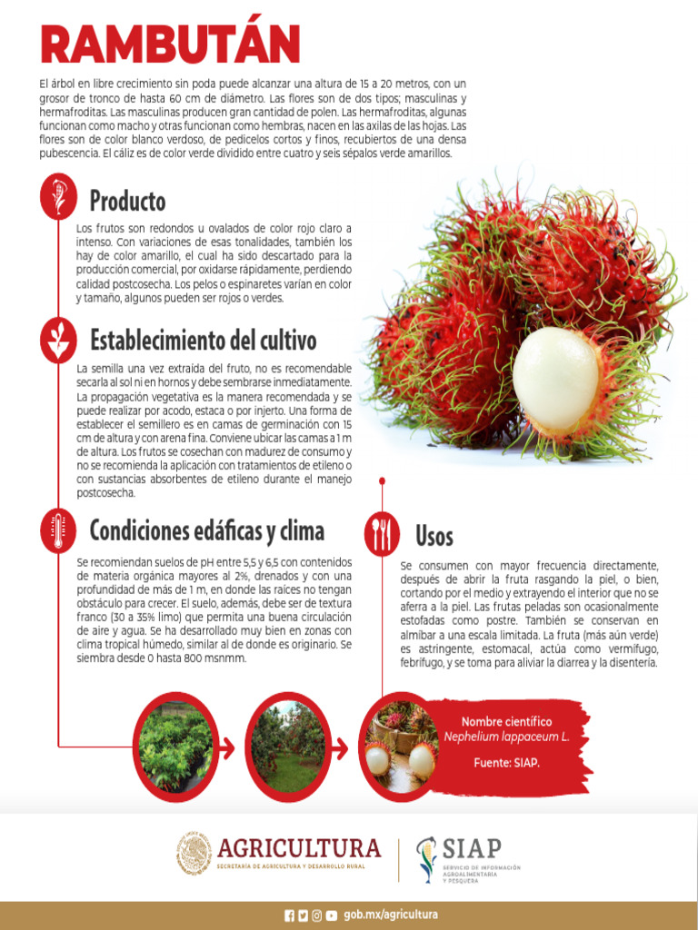 Rambutan | PDF | Fruta | Color