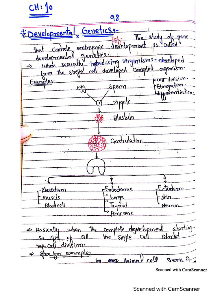Developmental Genetics | PDF